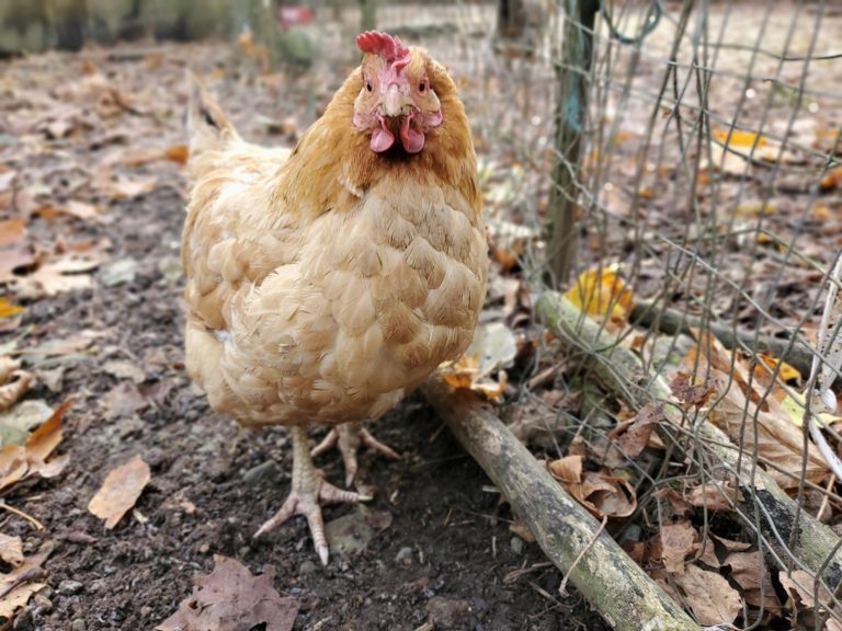 Disposing of Dead Poultry - Backyard Poultry